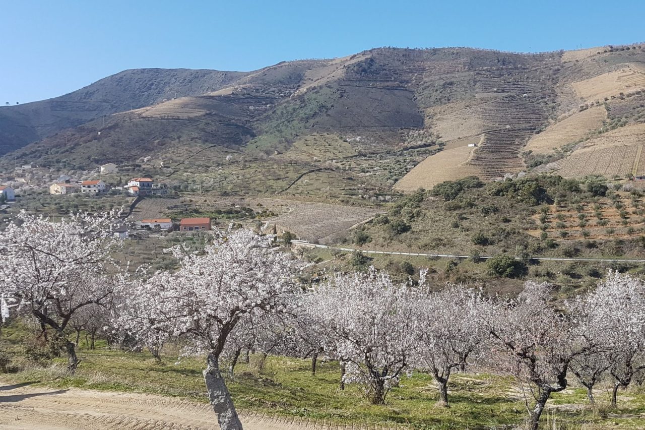 Serpente do Rio Sabor, entre Amendoeiras - DaBus